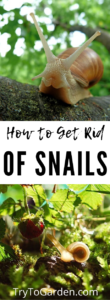 How to Get Rid of Snails in Organic Gardens - Try To Garden