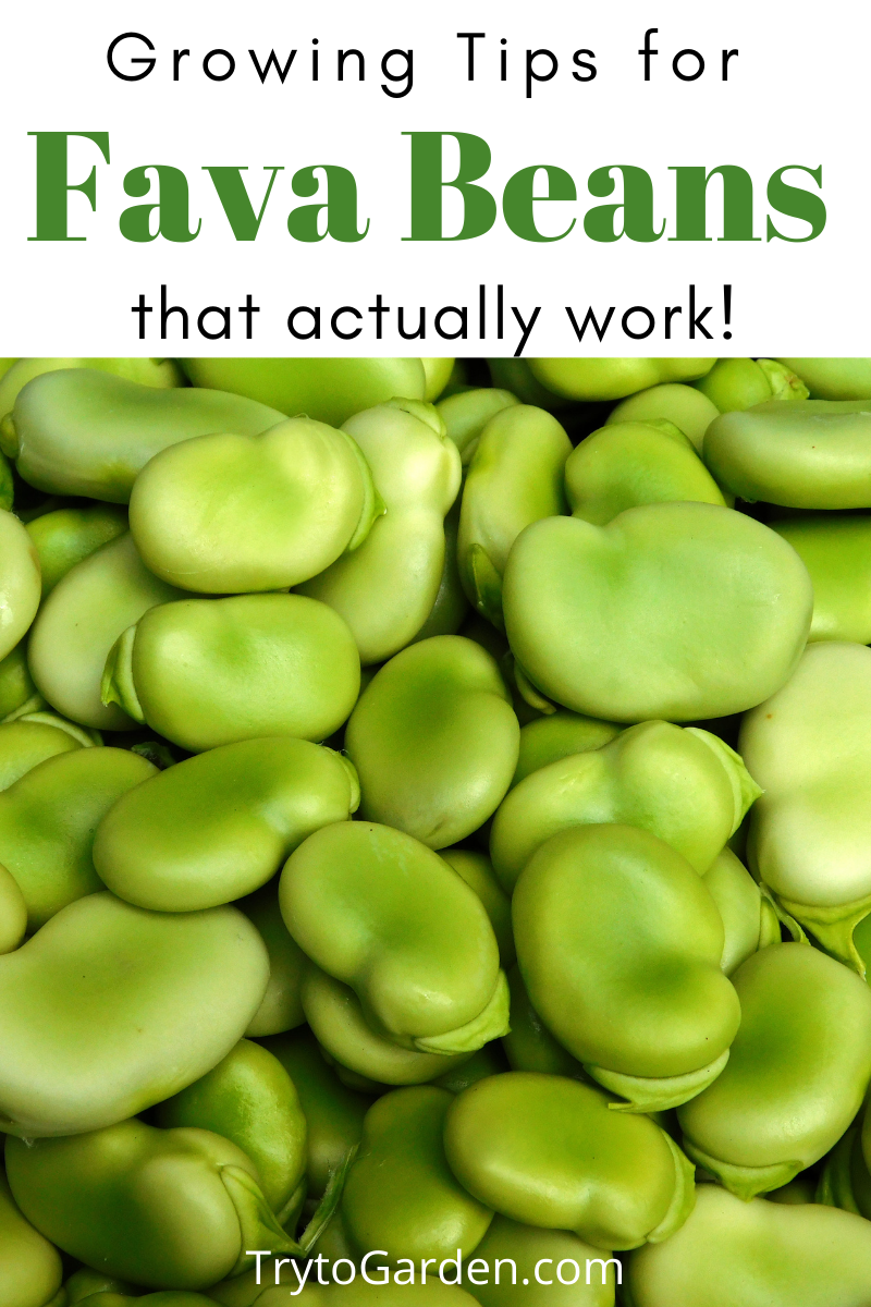 Gardening Tips for Fava Beans That Actually Work! - Try To Garden
