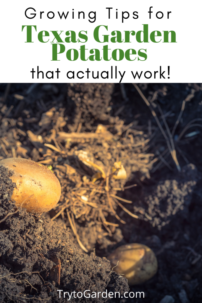 Gardening Tips for Texas Garden Potatoes That Actually Work! - Try To ...