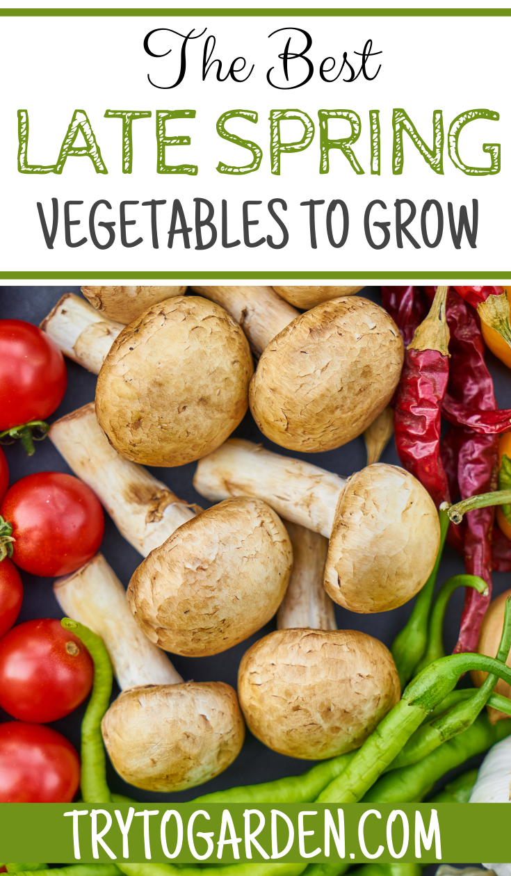Best Late Spring Vegetables to Grow - Try To Garden