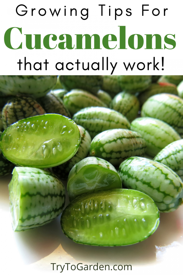 Gardening Tips for Cucamelons That Really Work - Try To Garden