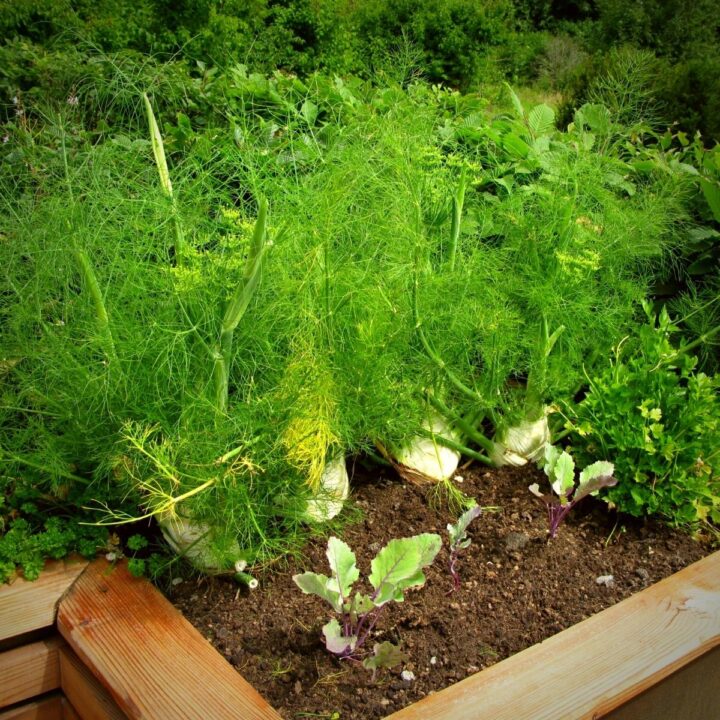 Gardening Tips for Fennel that Actually Work - Try To Garden