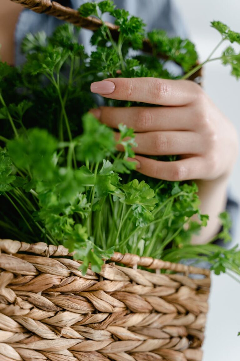 How To Grow Parsley In Pots - Try To Garden